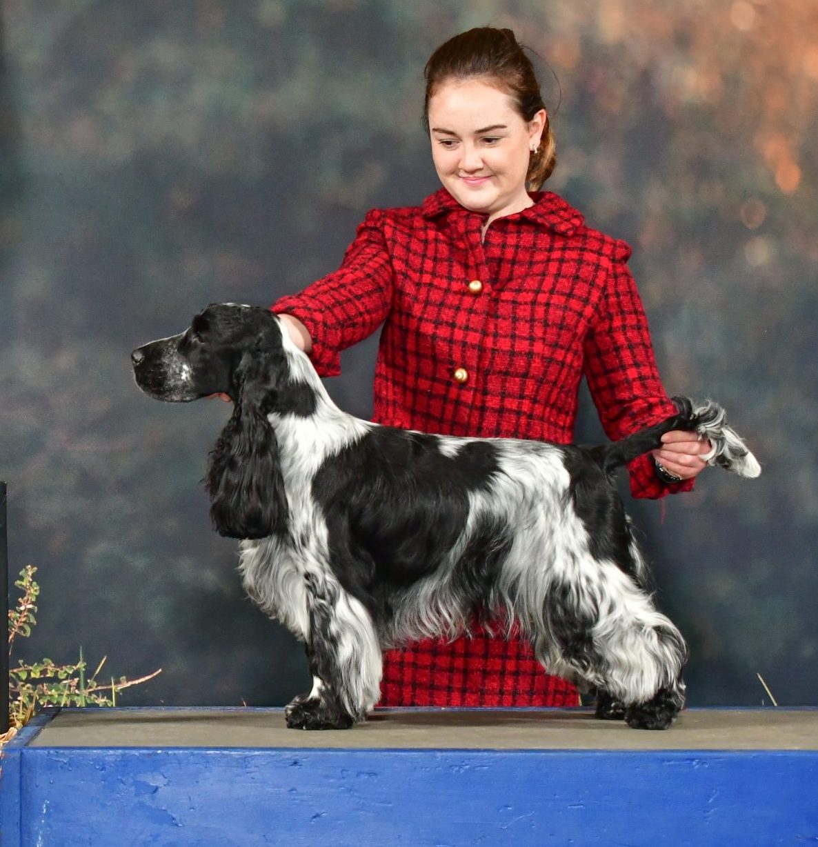 Rhys – Itoba English Cocker Spaniels