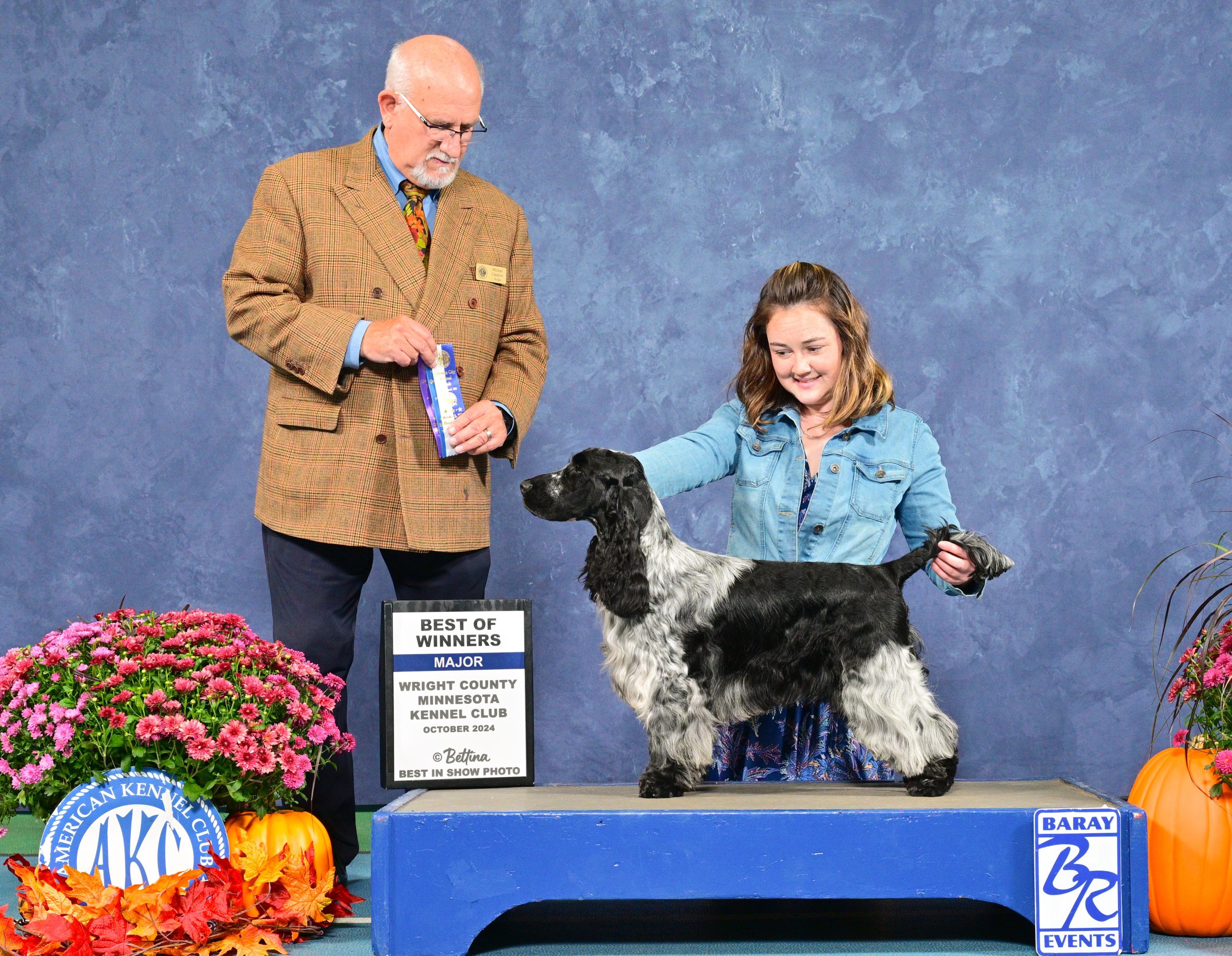 Jerry Springer – Itoba English Cocker Spaniels
